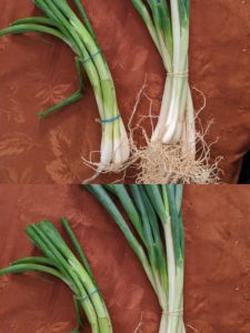 Green Onions vs. Scallions vs. Spring Onions vs. Chives: What’s the ...